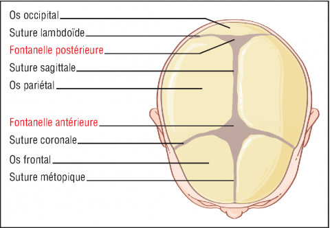Prise en charge du nouveau-né | www.pedia-univ.fr